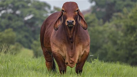 TomÁs 76121 Reproductor Brahman Rojo Colombiano Youtube