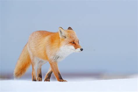 17 832 Lis Zima Zdjęć Stockowych Bezpłatne I Z Licencją Royalty Free