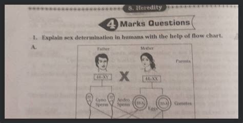 Explain Sex Determination In Humans With Line Diagram Filo