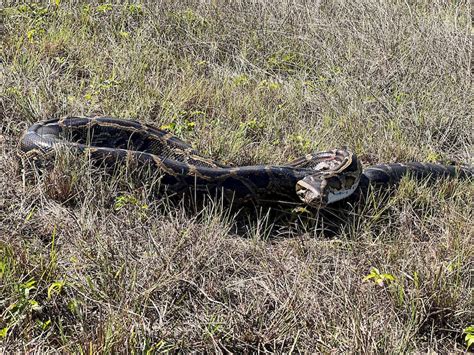 Scouting For Burmese Pythons In The Everglades News University Of Florida