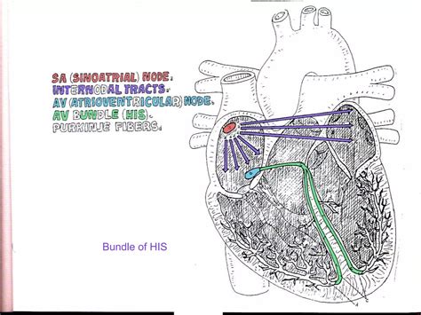 Conduction System Of Heart Pptx