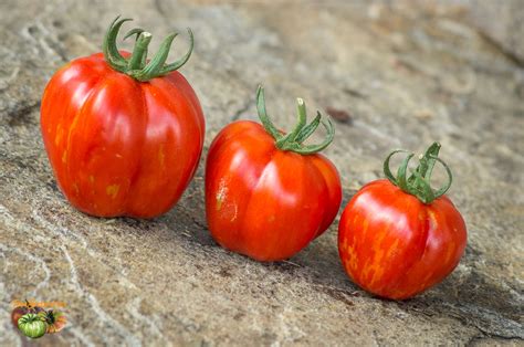 Gogoshary Striped op , Gogoshari Polosatye, Гогошары Полосатые