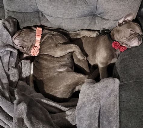 Pin By Tanya Hamilton On Hailey 💕 Bailey Hailey Bailey