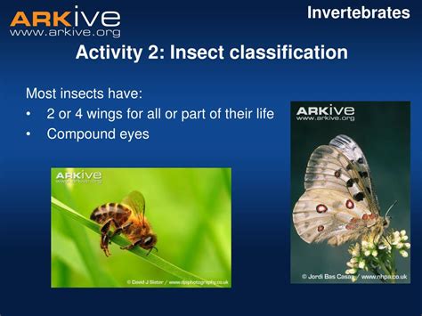 Ppt Understanding Biological Classification Organizing Life Into