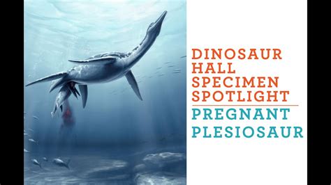 The Dinosaur Halls Pregnant Plesiosaur Dinohall Nhmla Youtube