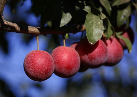 Opata Cherry Plum Prairie Gardens