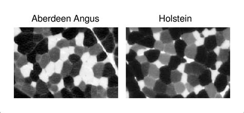 Differences In Muscle Fibre Type Proportions And Fibre Size Between Download Scientific Diagram