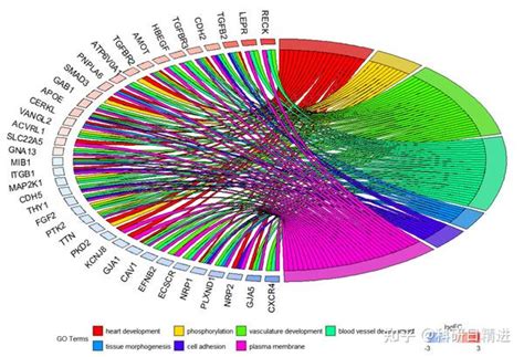 如何使用GOplot画一张精美的GO分析图 知乎