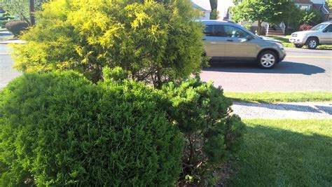 Cedar Rust Confirmation General Fruit Growing Growing Fruit