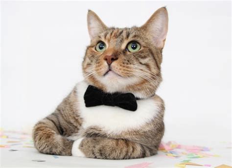 Top 10 Best Cats With Bow Ties Pictures Bro J Simpson