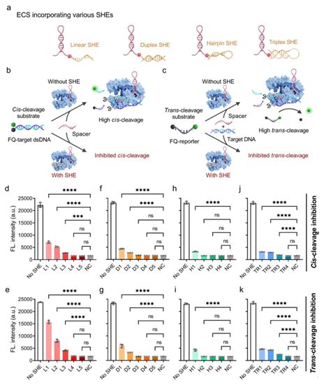 湖南师大杨荣华 熊二虎团队jacs：利用空间位阻效应子工程化crrna支架构建模块化激活的crispr Cas12a系统 X Mol资讯