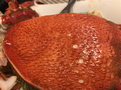 種子島出張に行ったらアサヒガニを食べなければ嘘 冬は南国特有の蟹アサヒガニにチャレンジ ゆらゆらまったり