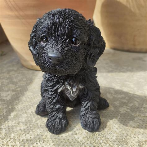Cockapoo Black Puppy