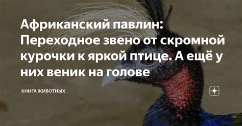 Африканский павлин Переходное звено от скромной курочки к яркой птице