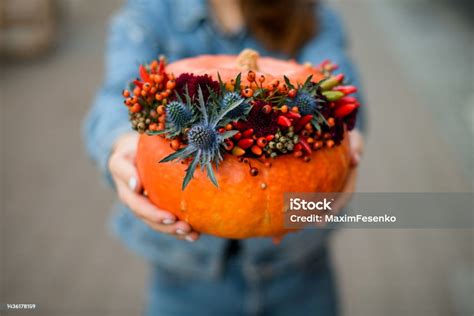 엉겅퀴 고추 딸기 및 국화가있는 오렌지 호박에 중점을 둡니다 추수 감사절과 할로윈을위한 장식 가을에 대한 스톡 사진 및 기타 이미지 Istock