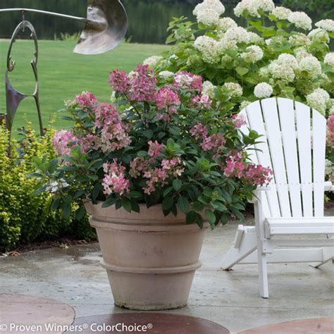 14 Compact And Dwarf Hydrangeas For Small Spaces Proven Winners