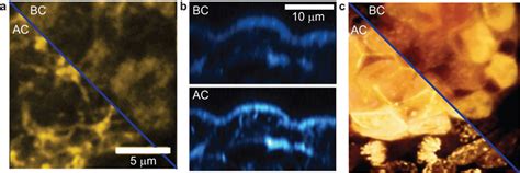 Demonstrations Of Adaptive Aberration Correction In Multiphoton Download Scientific Diagram