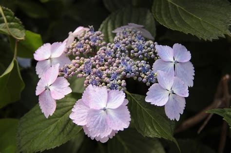 Page 4 Hydrangea Soil Type Images Free Download On Freepik