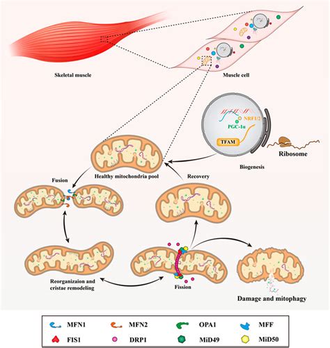 Frontiers Mitochondrial Function And Reactive Oxygennitrogen Species