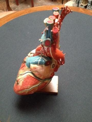 Anatomical Heart Model Paper Mache 520166739