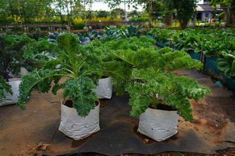 Kale Planted In The Soil Stock Image Image Of Food 372515381