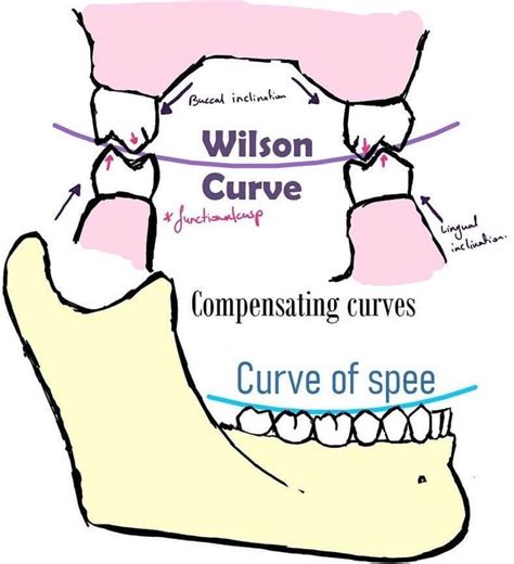 Compensating Curves Curve Of Spee Curve Of Wilson Curve Of 45 OFF