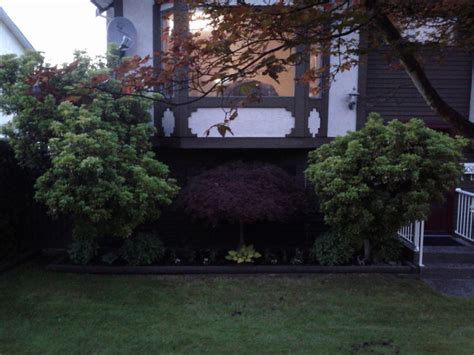 Pruning Andromeda Shrub