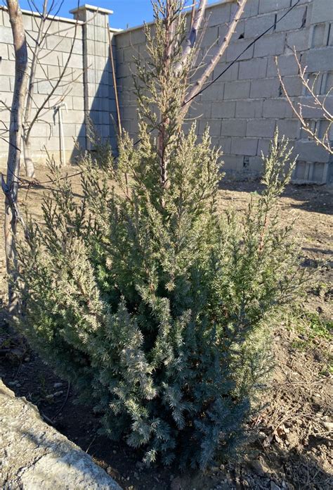 იყიდება კანადური ნაძვი ვარდის ნერგები აფრიკაში Tbilisi