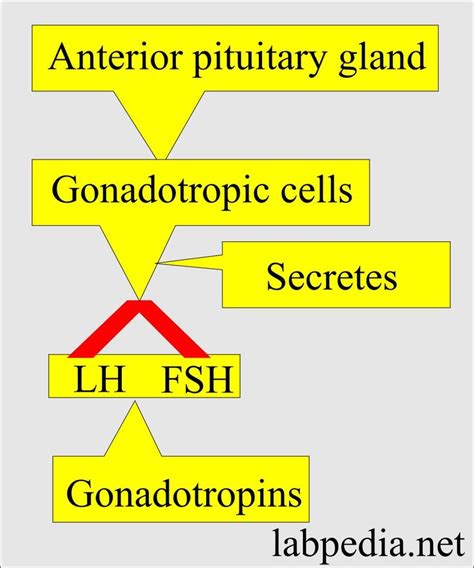 Luteinizing Hormone LH Lutropin Hormones Ovarian Follicle Gonadotropin Releasing Hormone