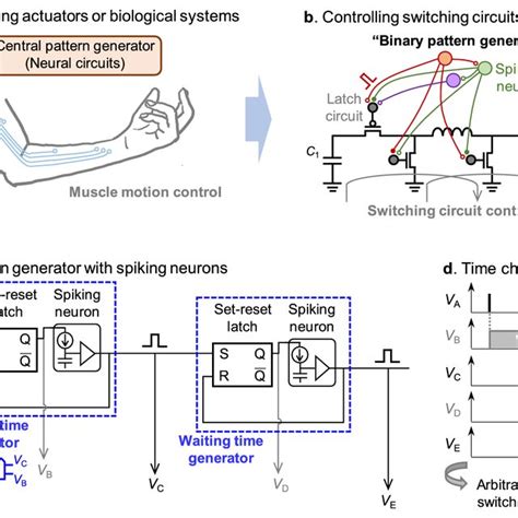 Binary Pattern Generator A A Central Pattern Generator In The Human Download Scientific