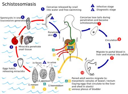 Life Cycle Of Parasitic Worms
