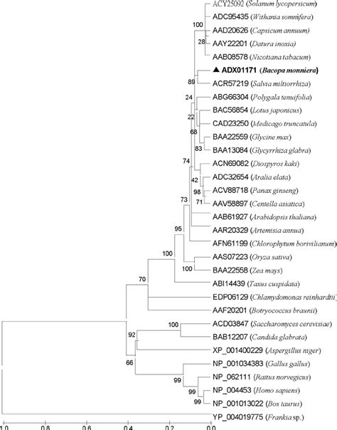 Phylogenetic Tree Constructed By Mega 402 Program And Download