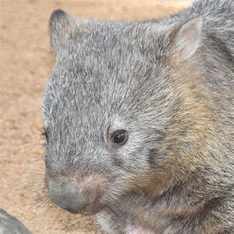 Bare Nosed Wombat Billabong Sanctuary