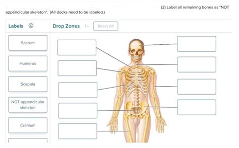 Appendicular Skeleton Labeling Worksheet