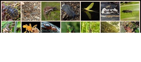 Katipō New Zealand Bug Of The Year