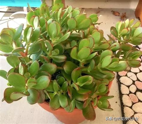 厚臉皮多肉植物養成肥厚的觀賞盆栽，摘片葉子，剪段莖就能繁殖 每日頭條