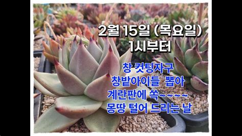 판매마감 완판 감사드립니다~청담다육 다육이판매 01041223663 어서오세요~ ️ Youtube