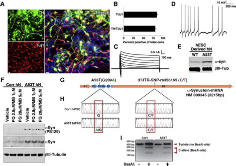 Isogenic Human Ipsc Parkinsons Model Shows Nitrosative Stress Induced Dysfunction In Mef2 Pgc1α