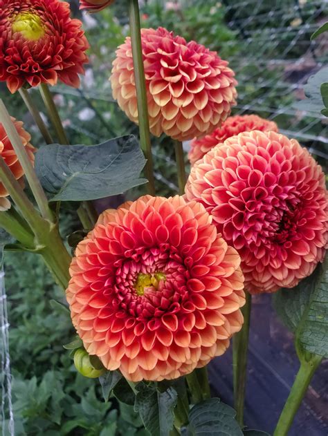 Potted Dahlias Green Garden Mama