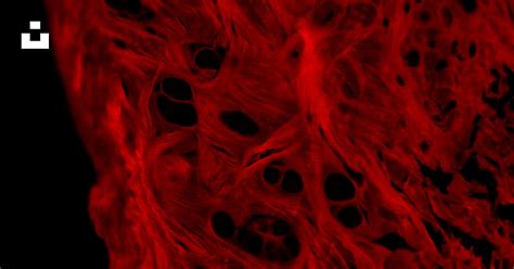 검은색 배경에 빨간색 물질의 클로즈업 사진 Unsplash의 무료 갈색 이미지