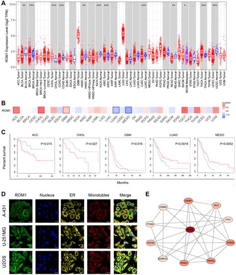 Comprehensive Analysis Of Gene Expression Profiles Of Annulus Fibrosus Subtypes And Hub Genes In