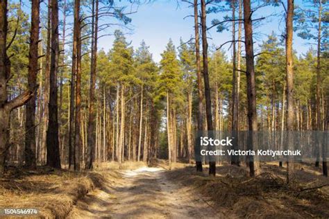 우크라이나의 봄 화창한 날 침엽수 림에서 드니 프르 도시로가는 길 가문비나무에 대한 스톡 사진 및 기타 이미지 가문비나무 가을 경관 Istock