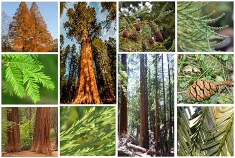 10 Different Types Of Chestnut Trees And Identifying Features