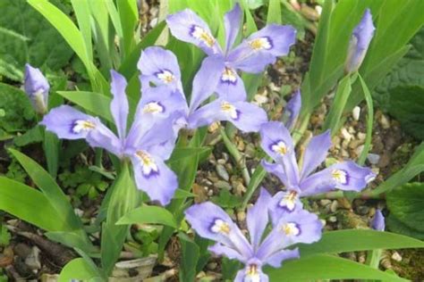Dwarf Crested Iris Landscape Design Installation Maintenance And Native Plant Nursery