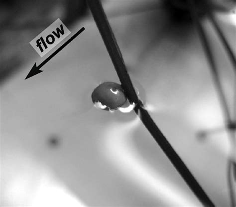 Particle B Attached To A Leaf Through The Cheerios Effect Download Scientific Diagram