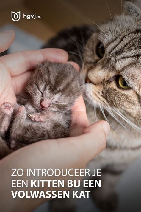 Zo Introduceer Je Een Kitten Bij Een Volwassen Kat Artofit