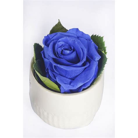 Rose éternelle Sous Cloche Atelier Floral Coeur Lozère