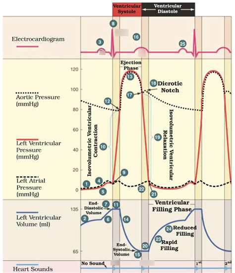 Lab Mod 6 Diagram Quizlet