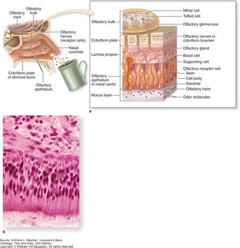 Olfactory Epithelium Slide