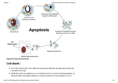 Apoptosis Programmed Cell Death Cell Biology Apoptosis Programmed